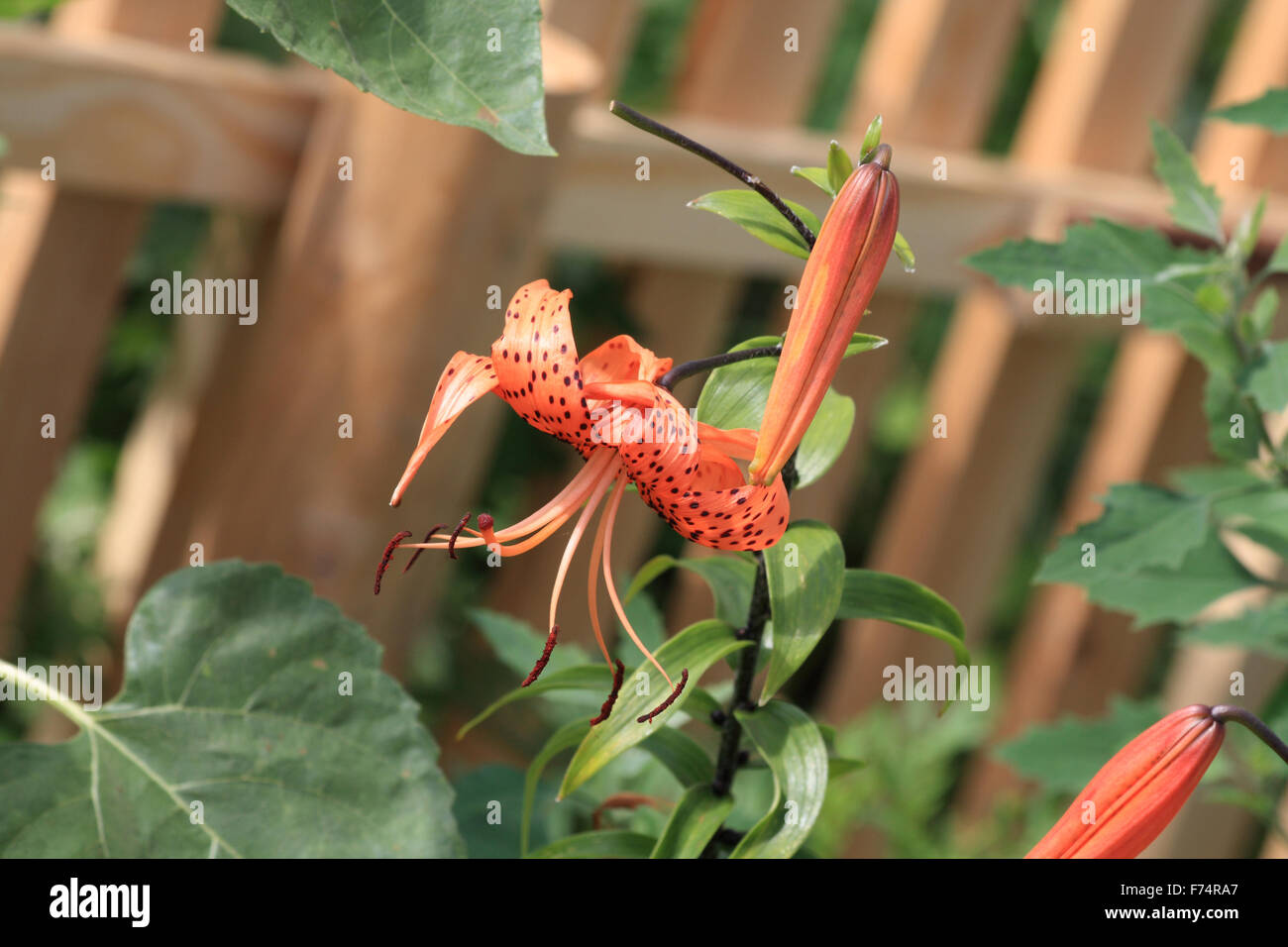 Tiger lily blossom Stock Photo - Alamy
