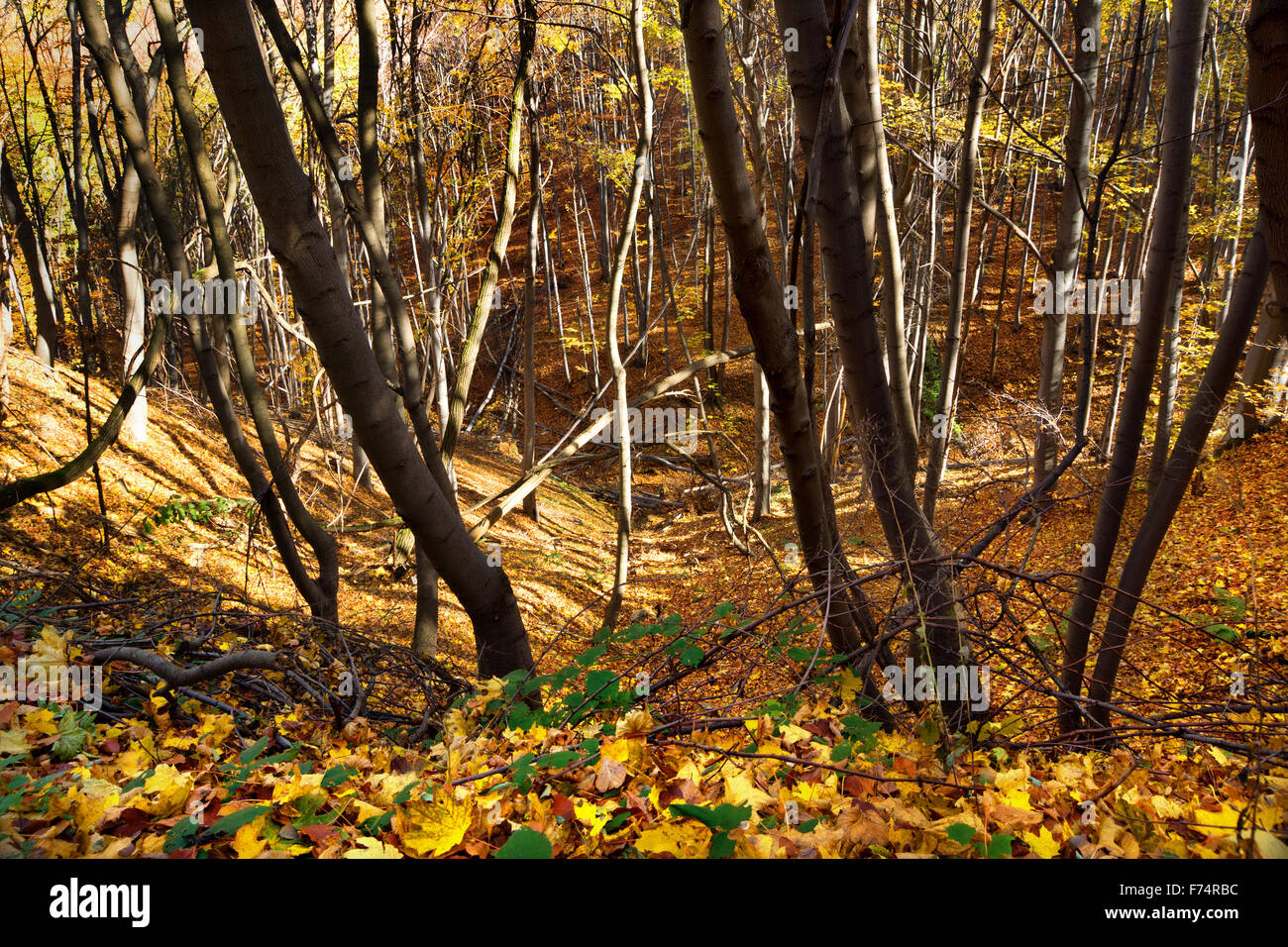 Golden autumn in the forest Stock Photo - Alamy