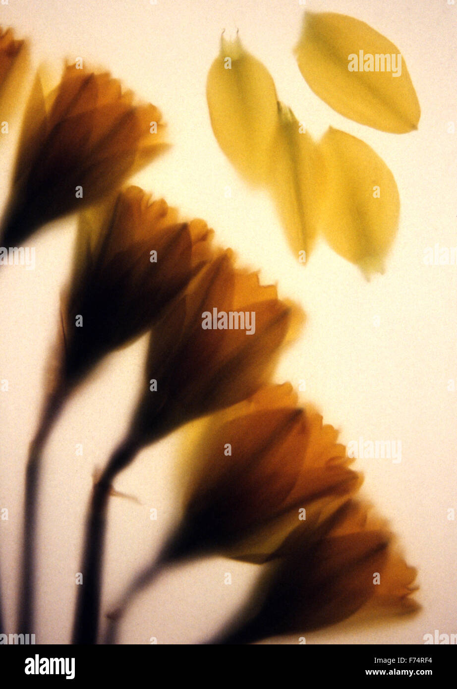 White daffs hi-res stock photography and images - Alamy