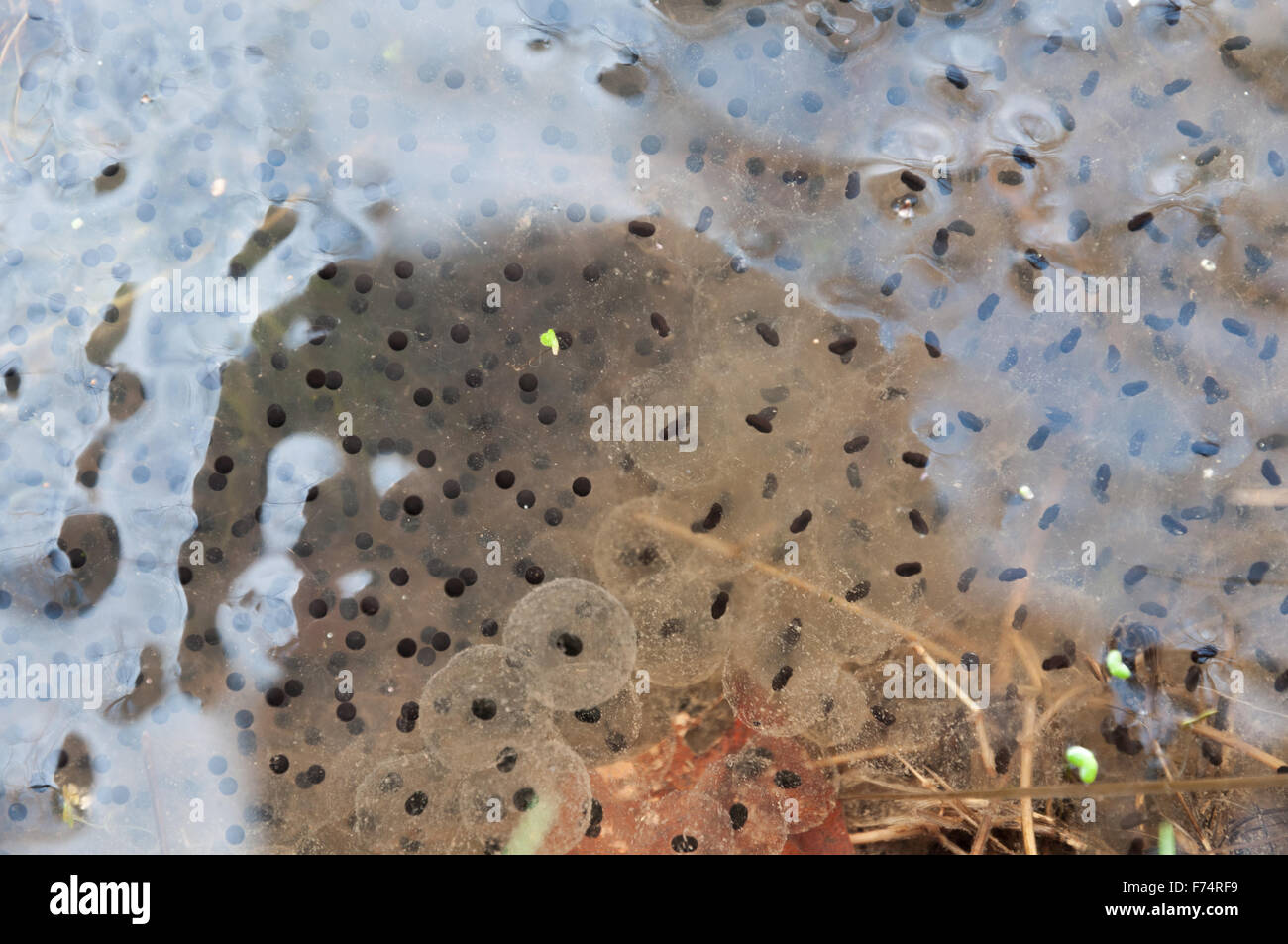 Two clumps of spawn of Common Frog at different stages of development in garden pond Stock Photo ...