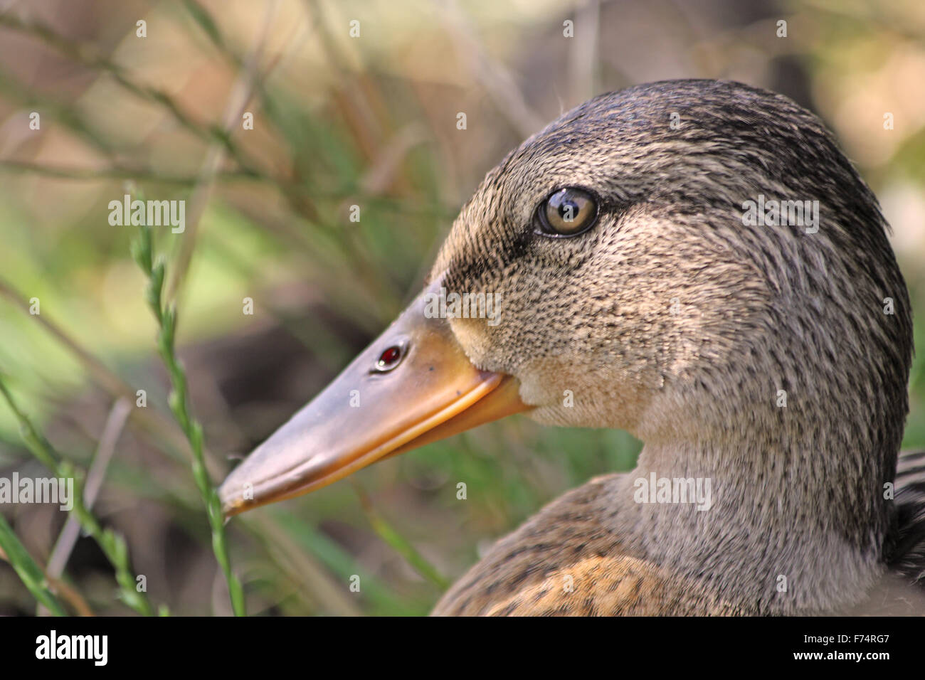 Alive duck hi-res stock photography and images - Alamy