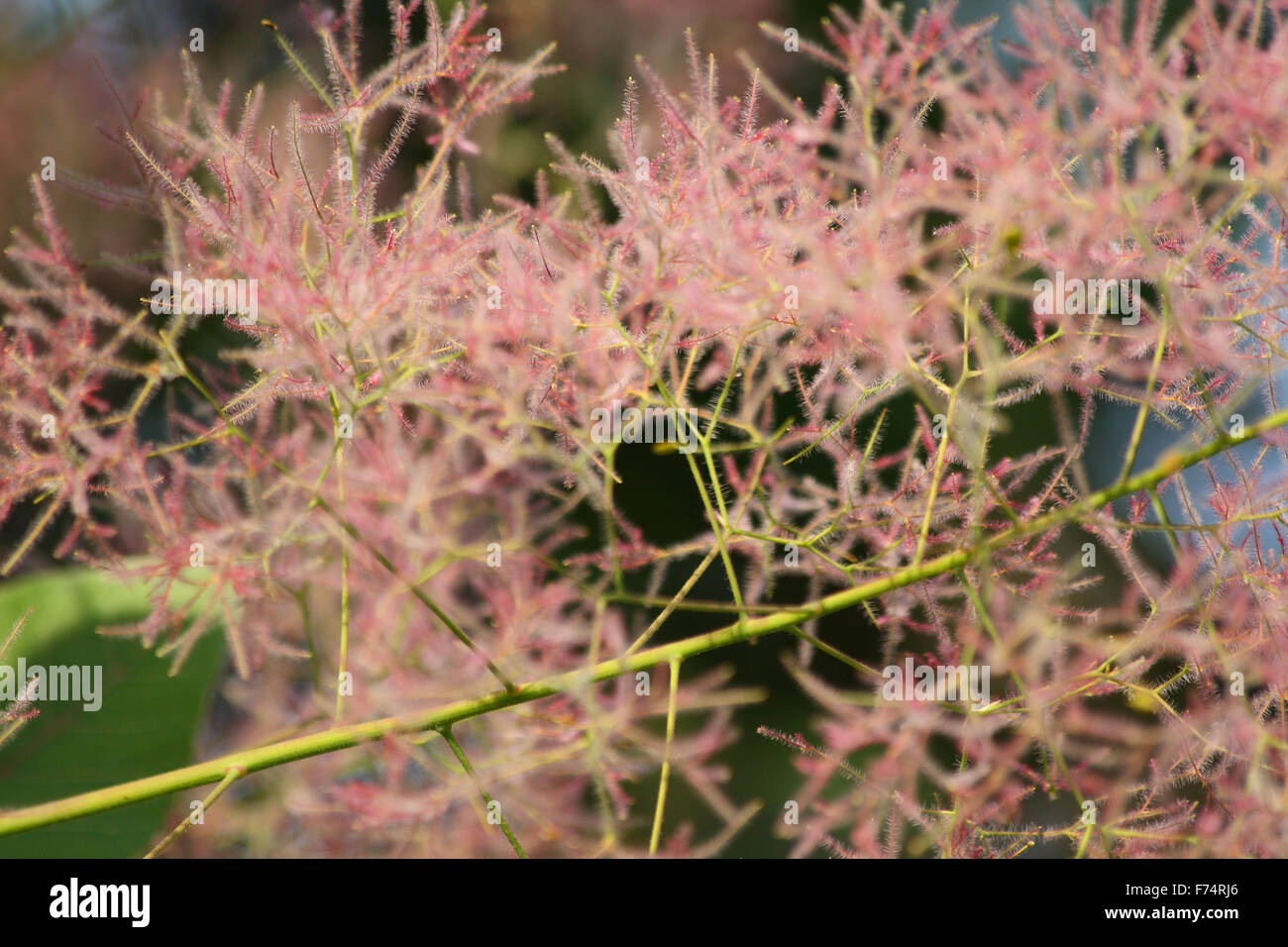 Dainty pink flowers Stock Photo - Alamy