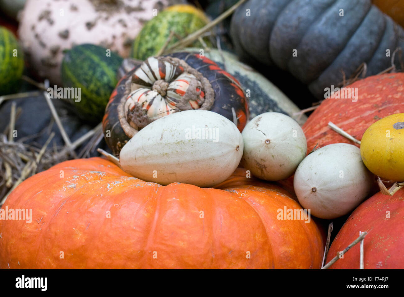 Cucurbita maxima. Colourful Squash harvest Stock Photo - Alamy