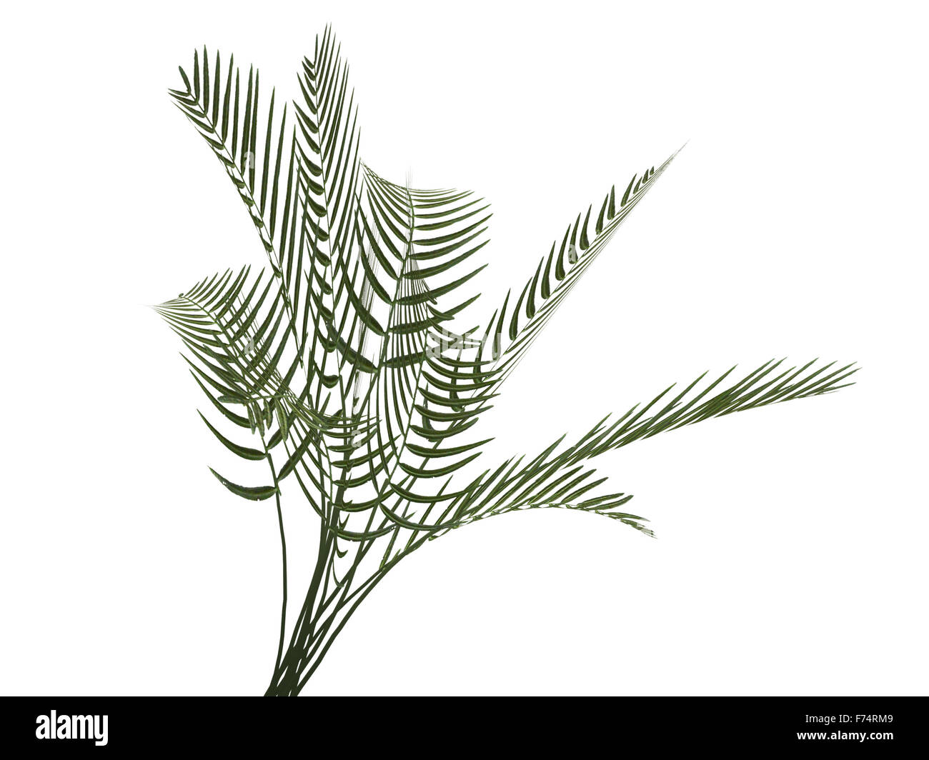 Palm limb hi-res stock photography and images - Alamy