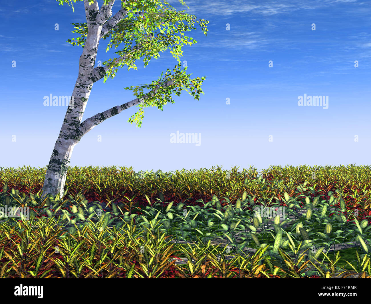 Russian birch hi-res stock photography and images - Alamy