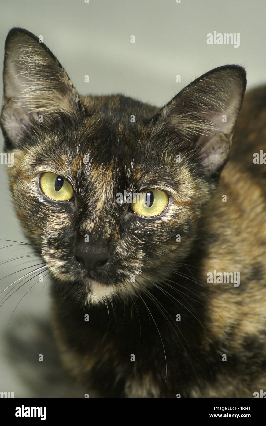 Feline cat looking at you Stock Photo - Alamy