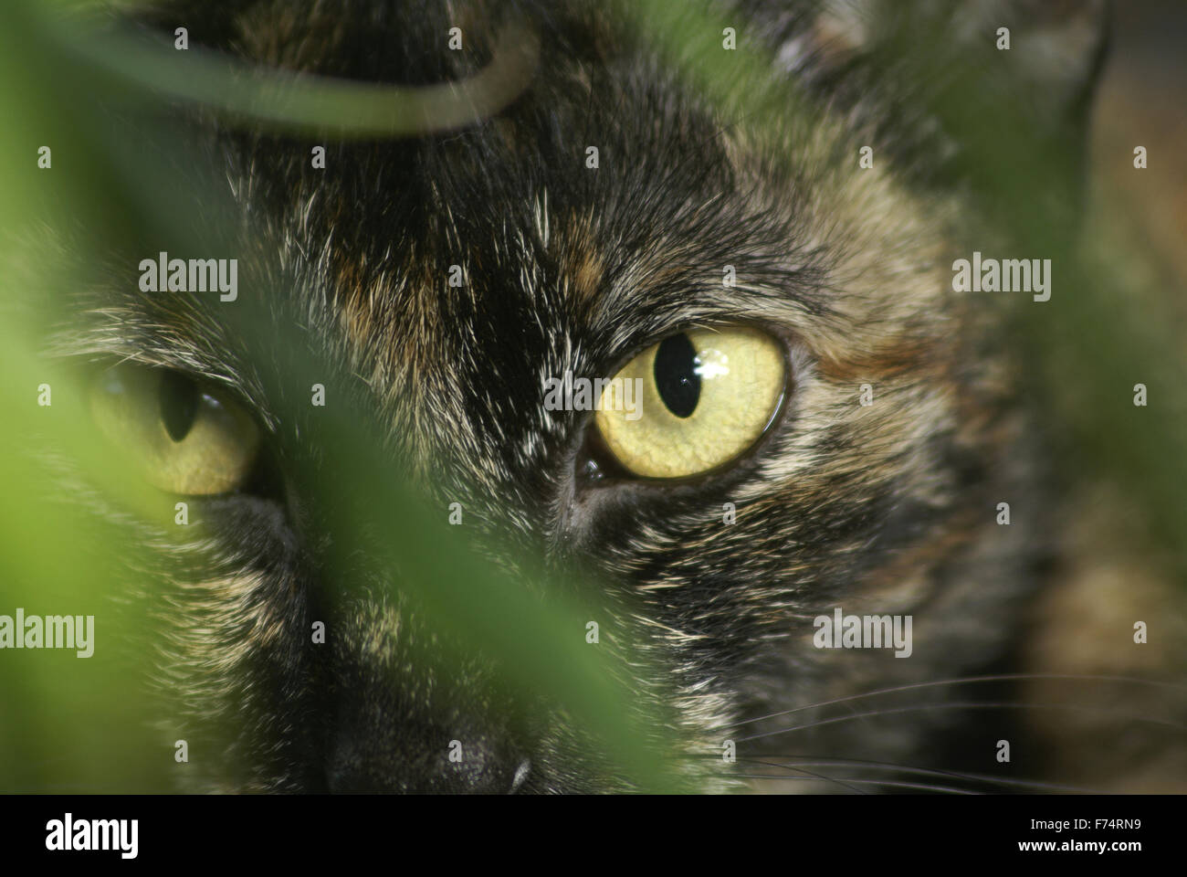 Feline cat looking at you Stock Photo - Alamy