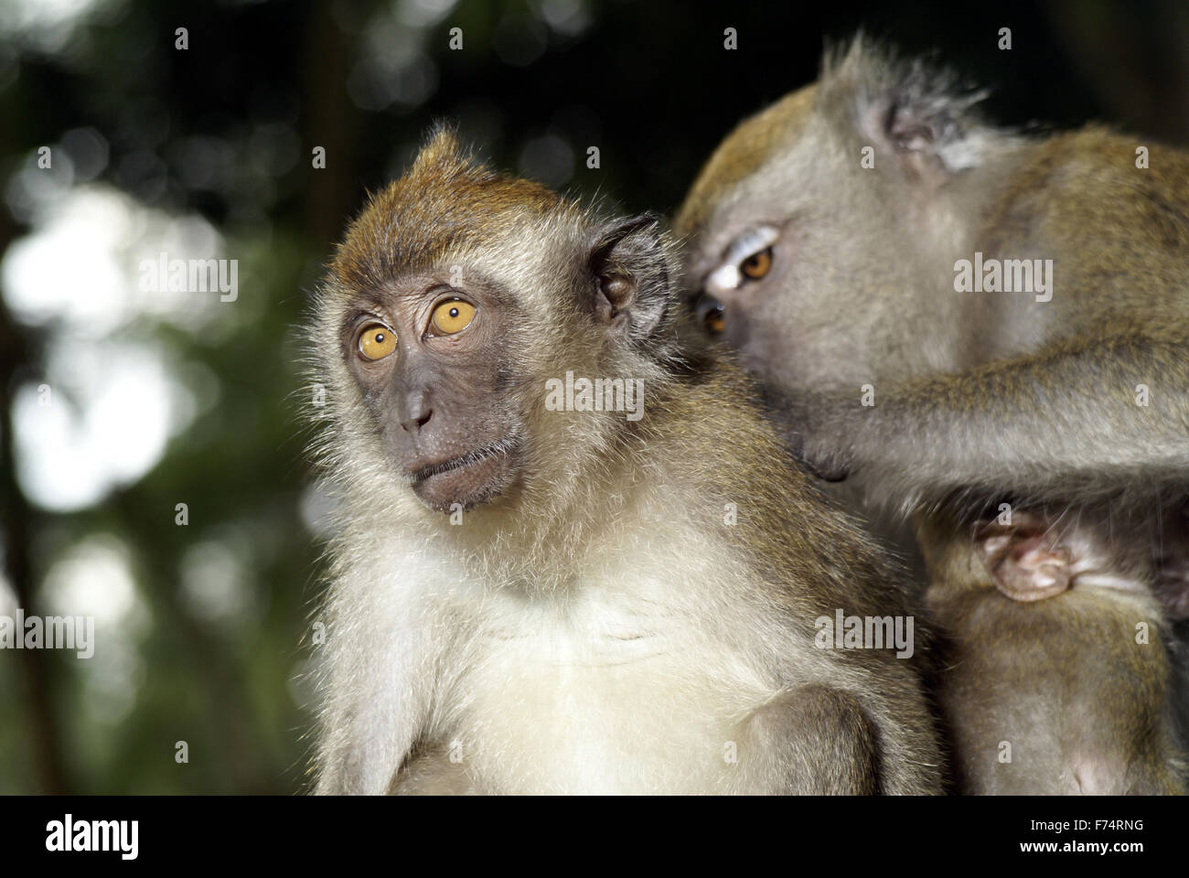 Long tailed macaque being groomed Stock Photo - Alamy