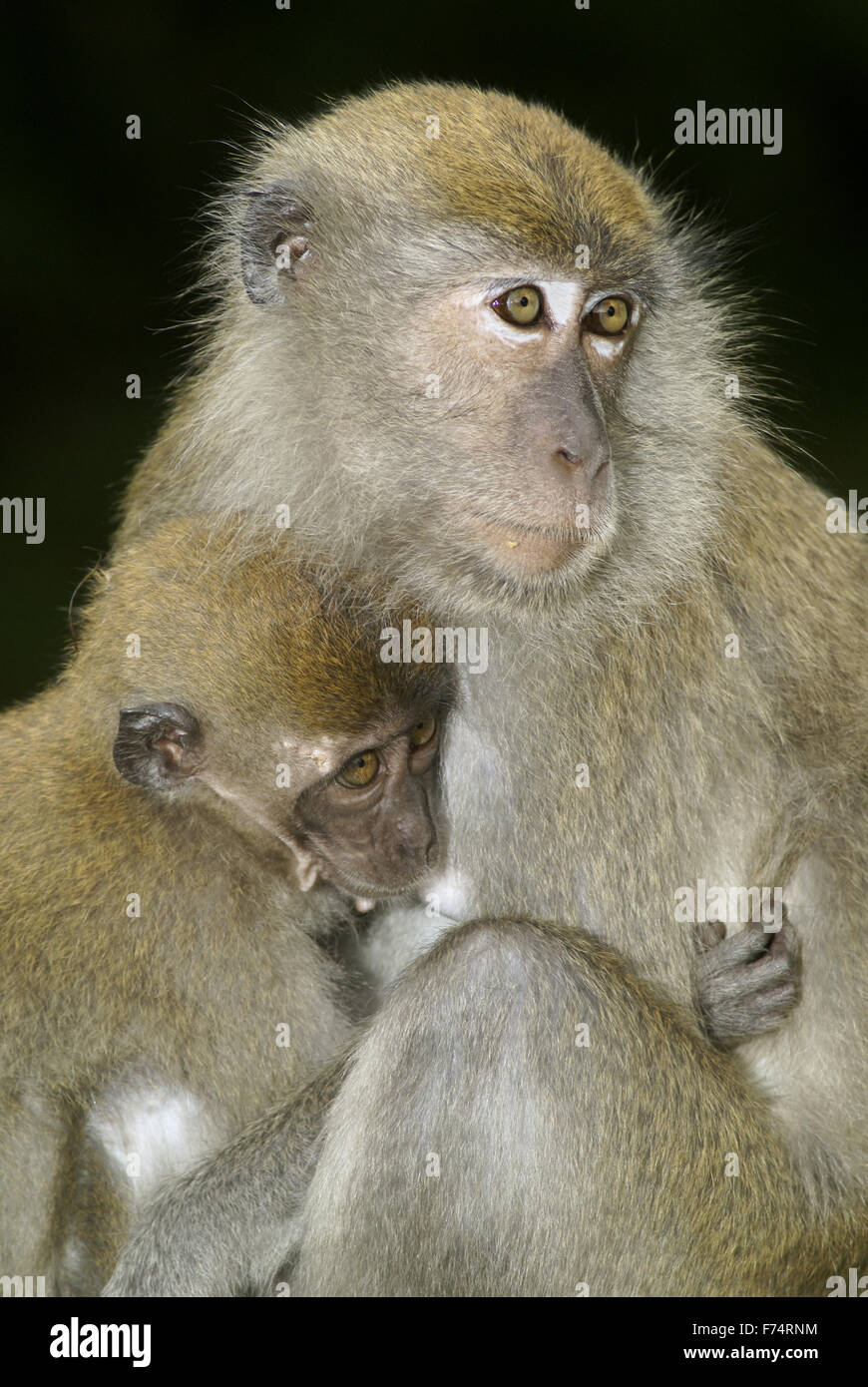 Baby macaque monkey with mother Stock Photo - Alamy