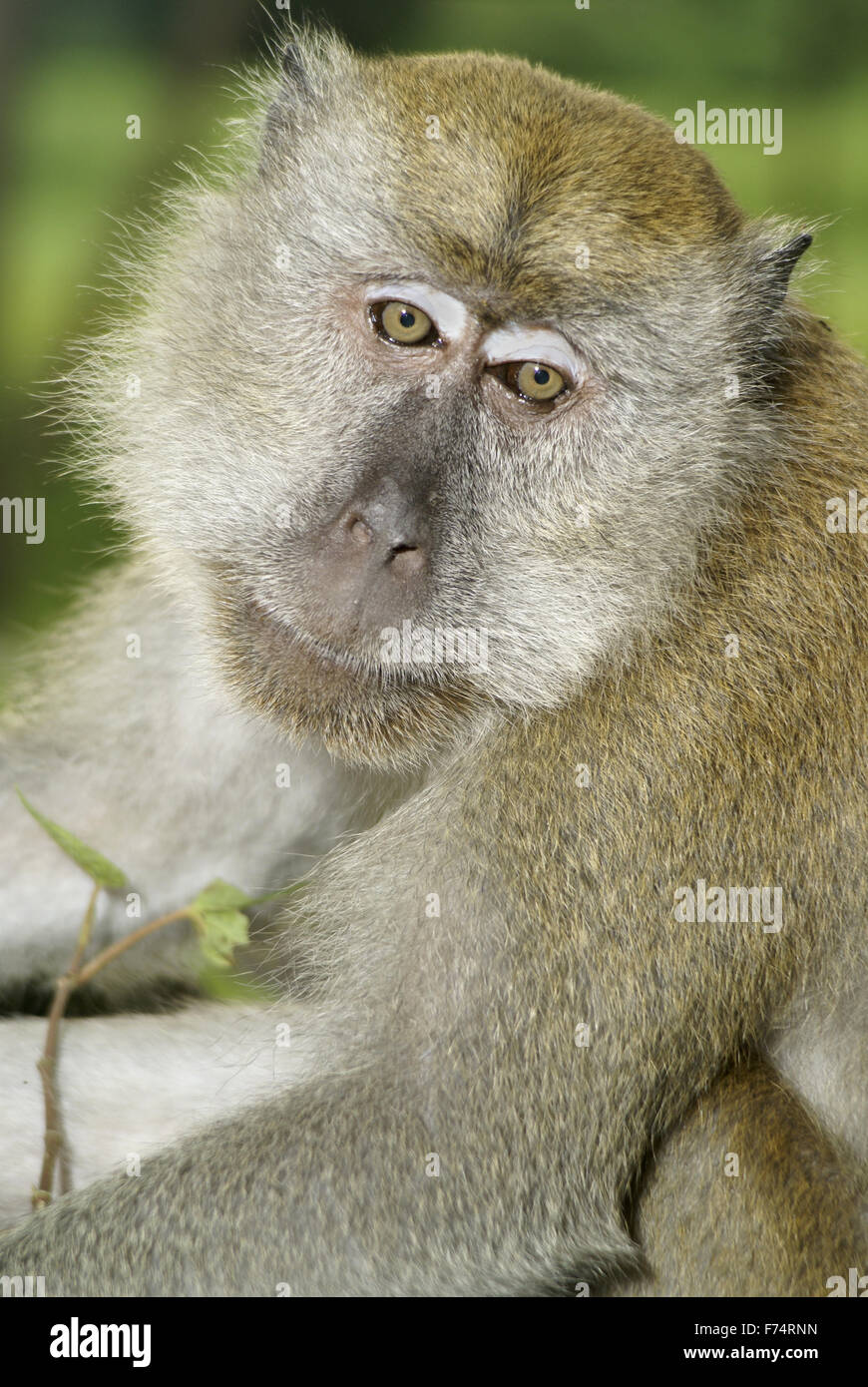Old macaque monkey portrait Stock Photo - Alamy