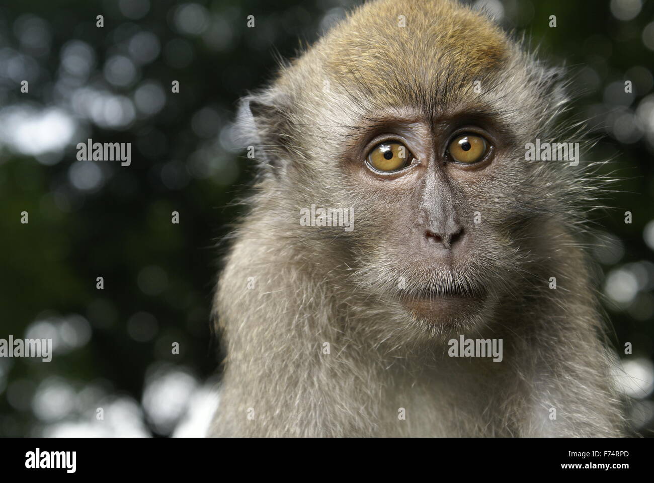 Curious long tailed macaque portrait Stock Photo - Alamy