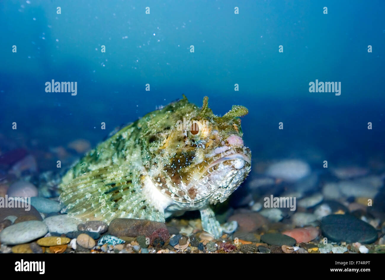 Terribletropical hi-res stock photography and images - Alamy