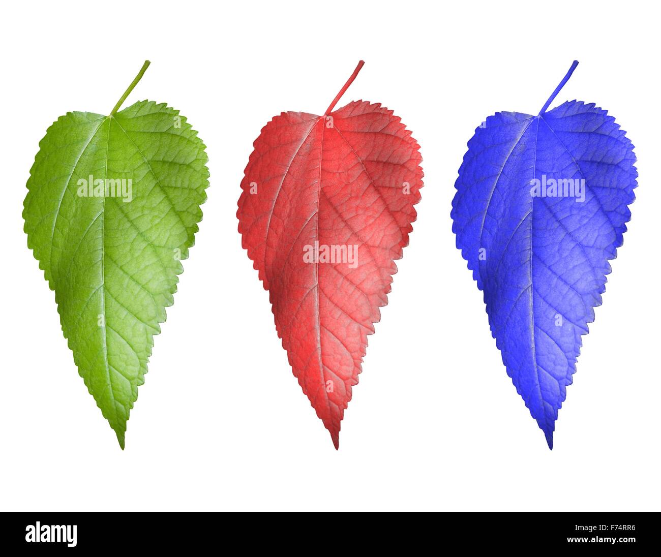 Three multi-coloured leaf Stock Photo - Alamy