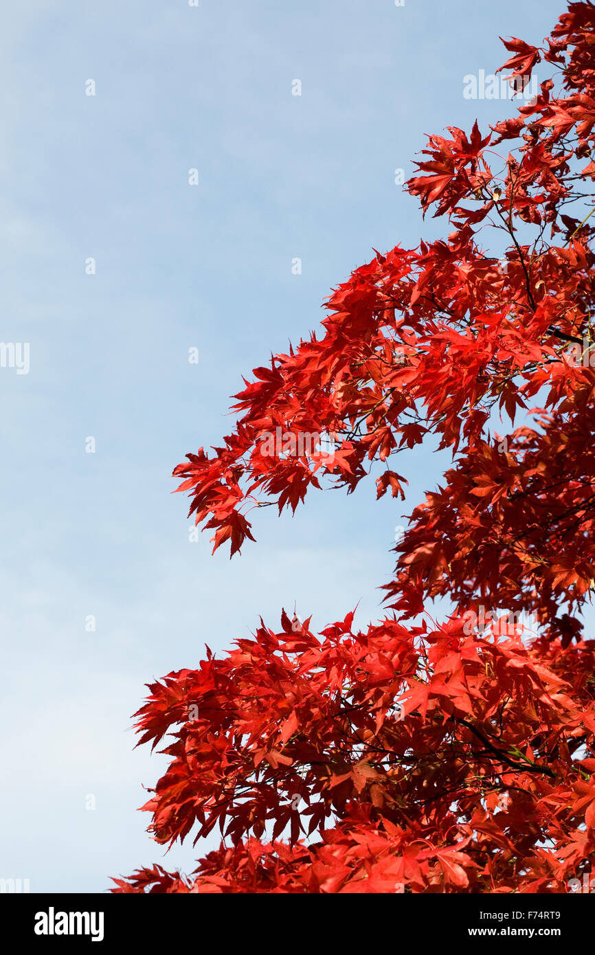 Maple leaves turning red hi-res stock photography and images - Alamy