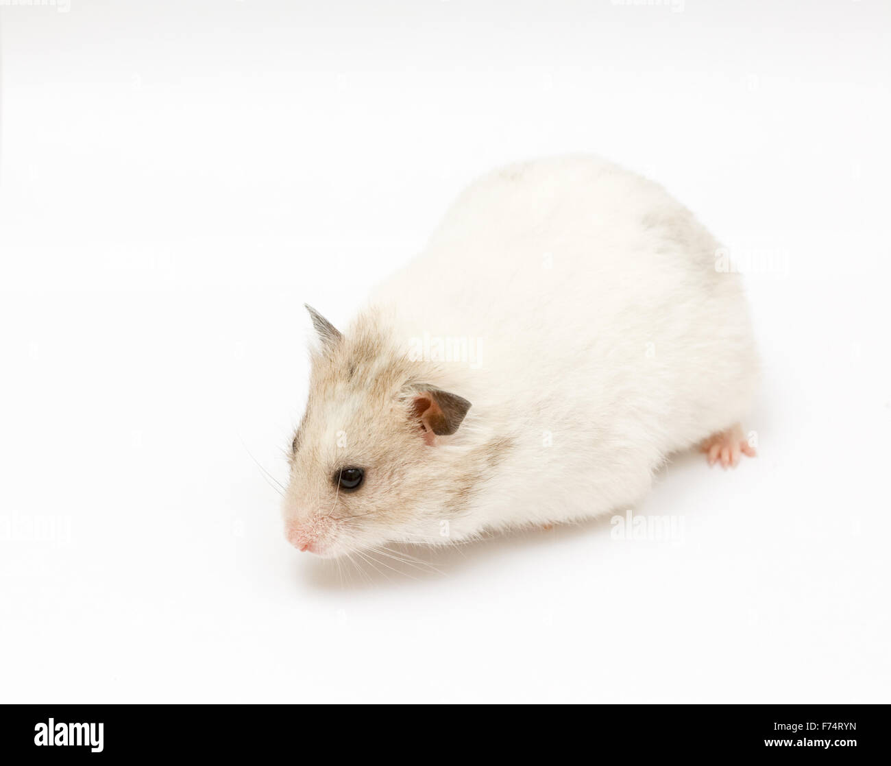 White hamster pet hi-res stock photography and images - Alamy