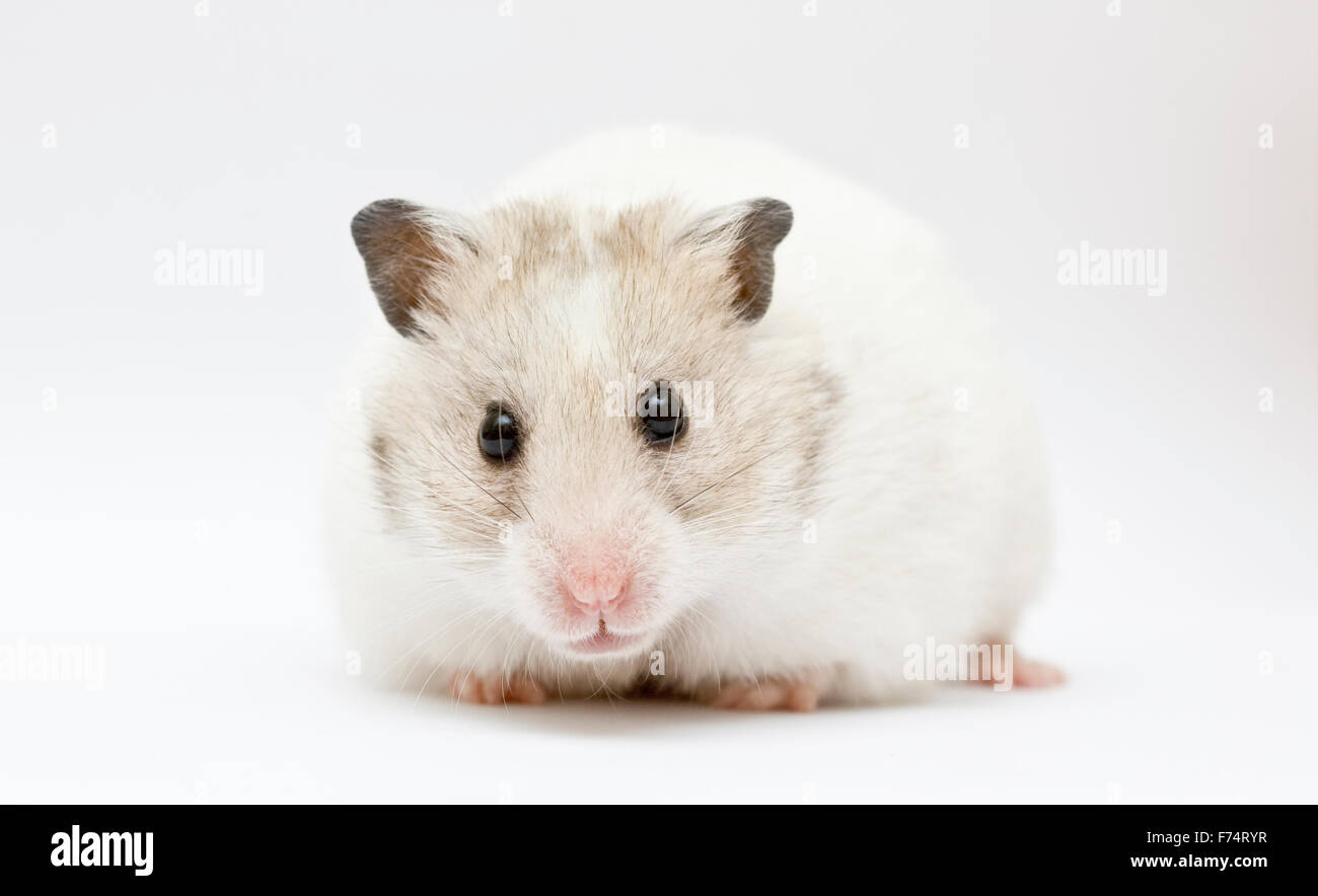 Hamster fur hi-res stock photography and images - Alamy