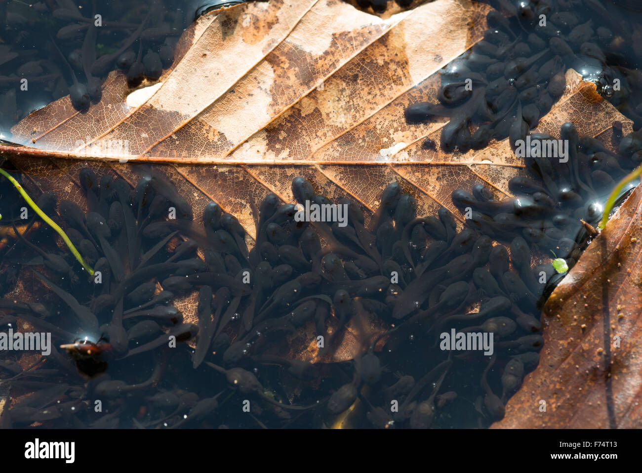 Tadpoles on leaf hi-res stock photography and images - Alamy