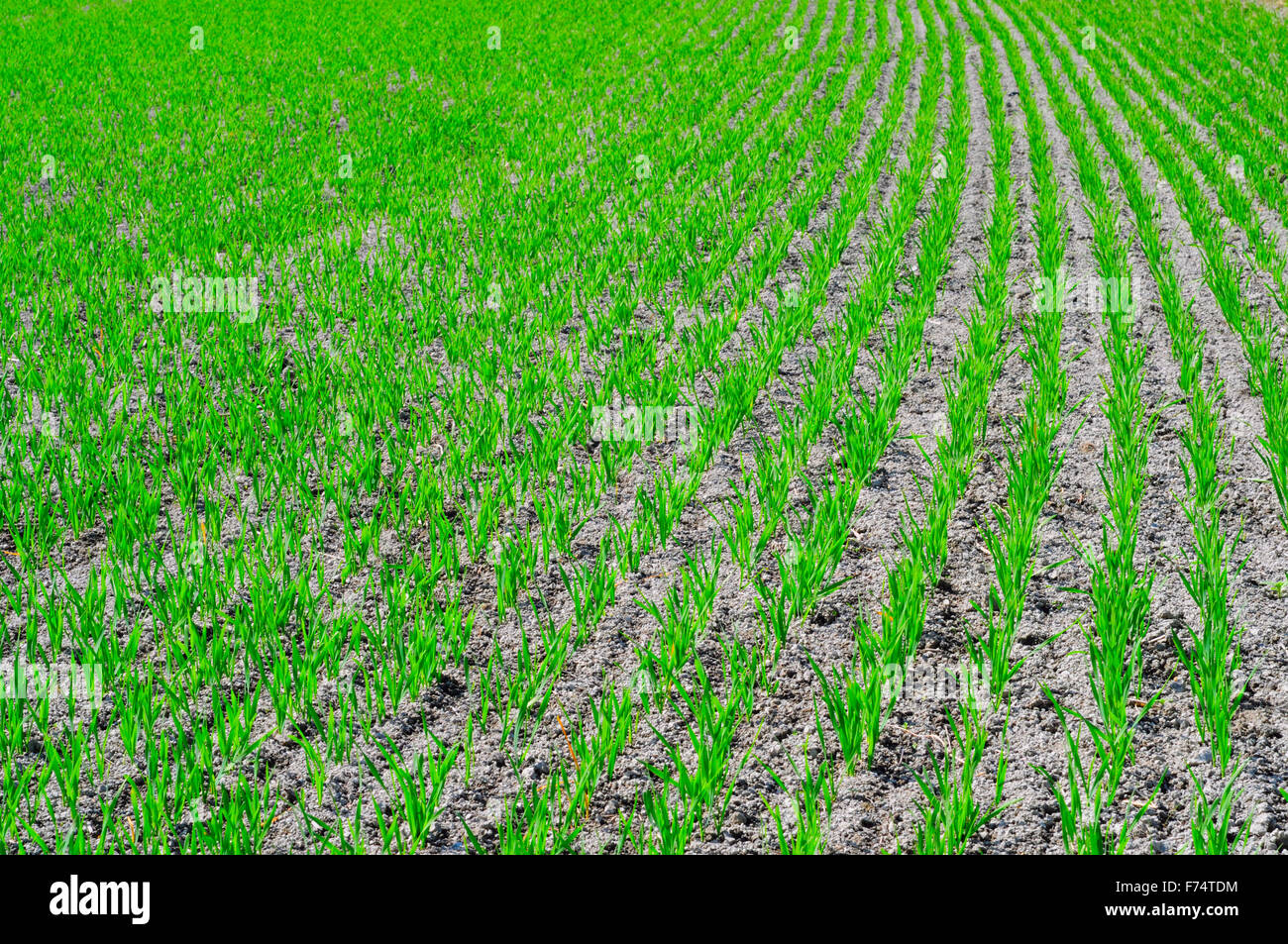Crop lines hi-res stock photography and images - Alamy