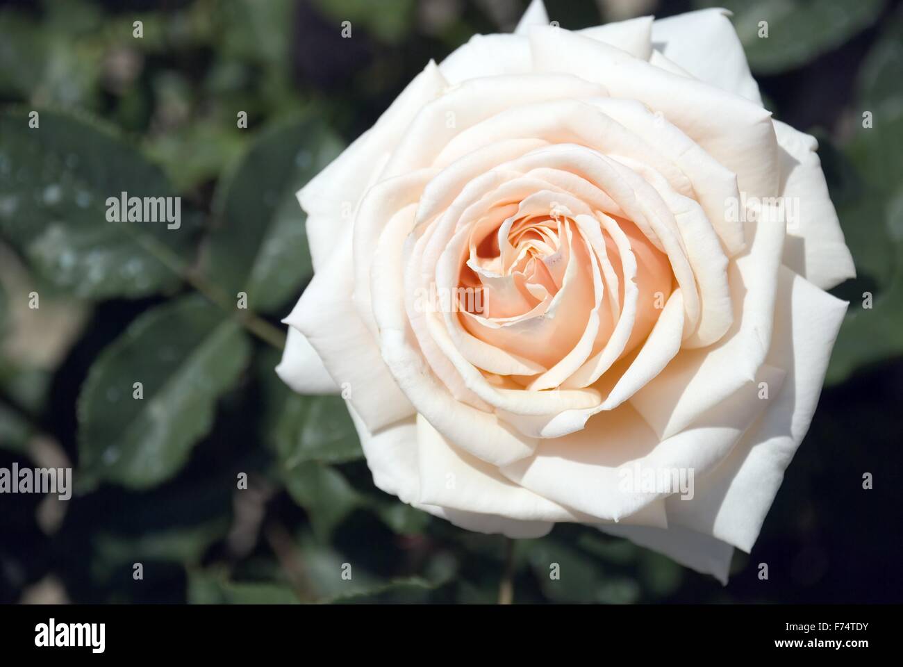 blossom white rose Stock Photo - Alamy