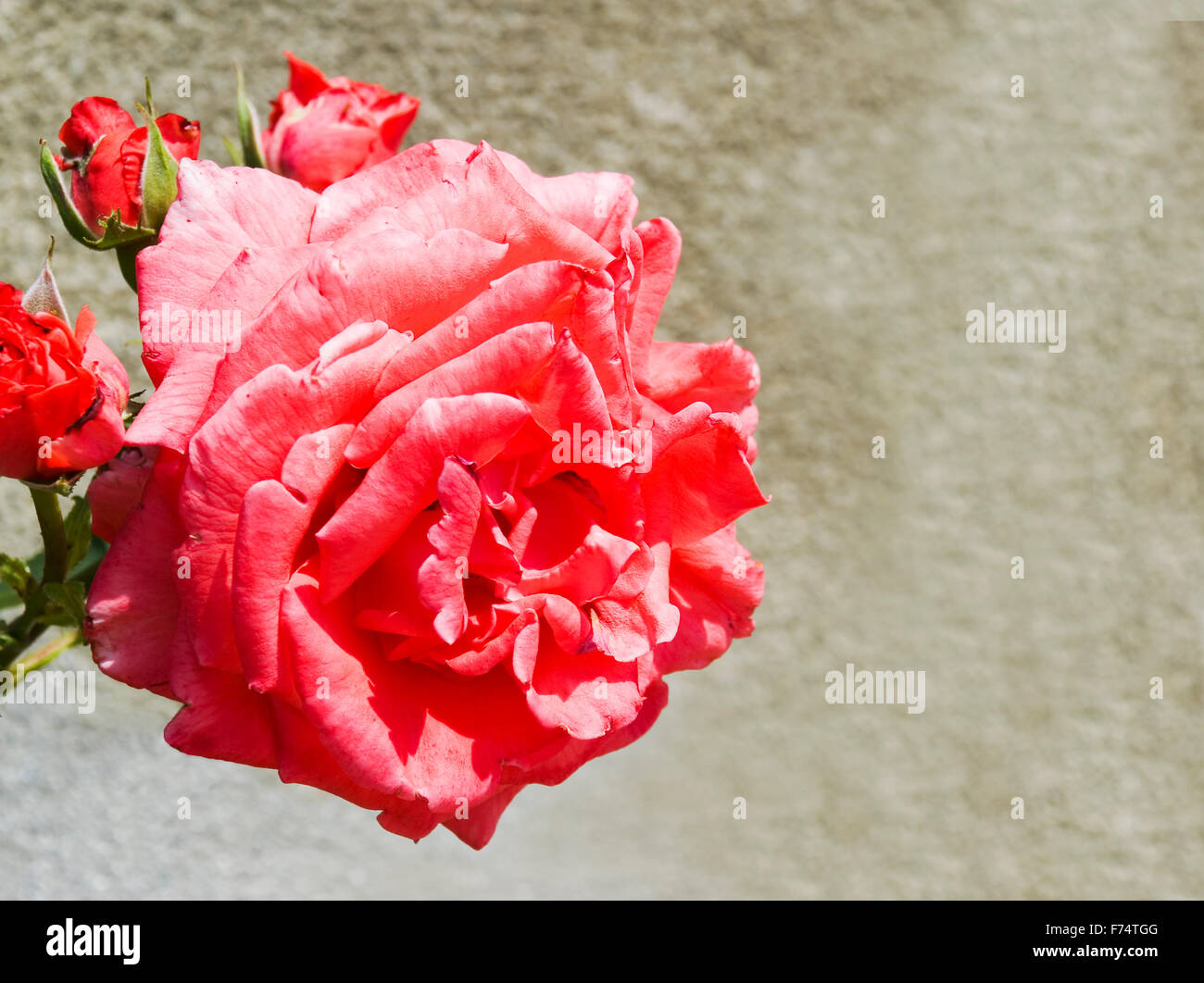 rose and stone Stock Photo - Alamy