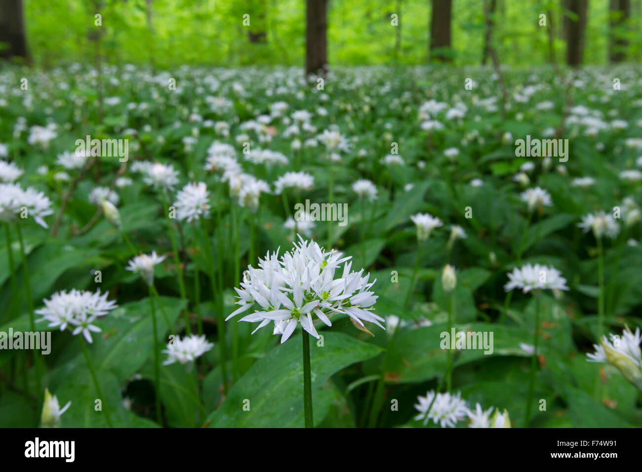 Wood garlic / ramsons / wild garlic (Allium ursinum) flowering in beech ...