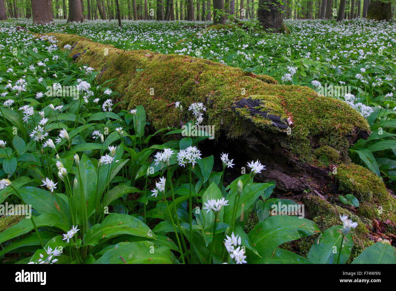 Rotten moss covered fallen log and wood garlic / ramsons / wild garlic ...