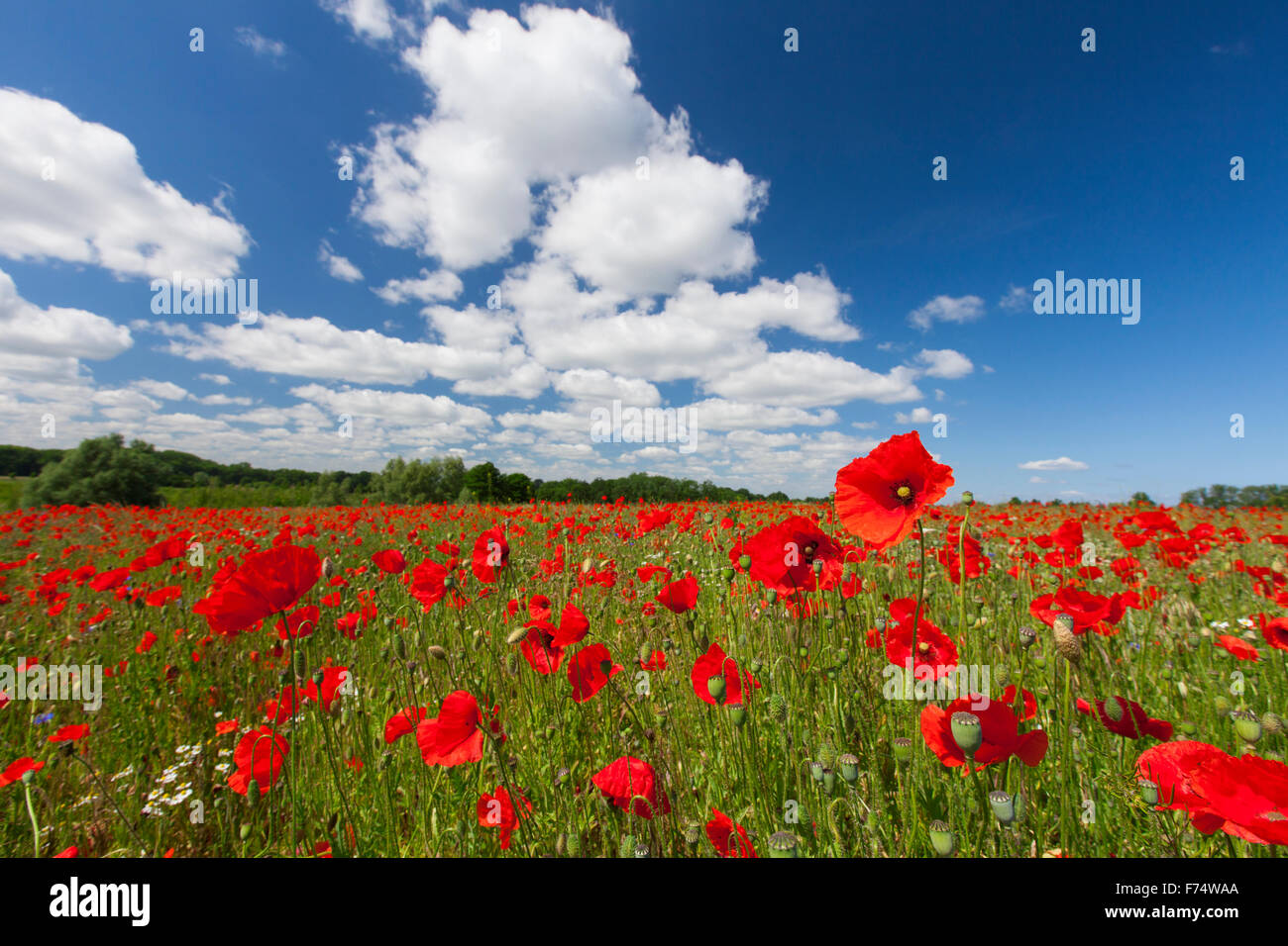 Corn field flanders red poppy hi-res stock photography and images - Alamy