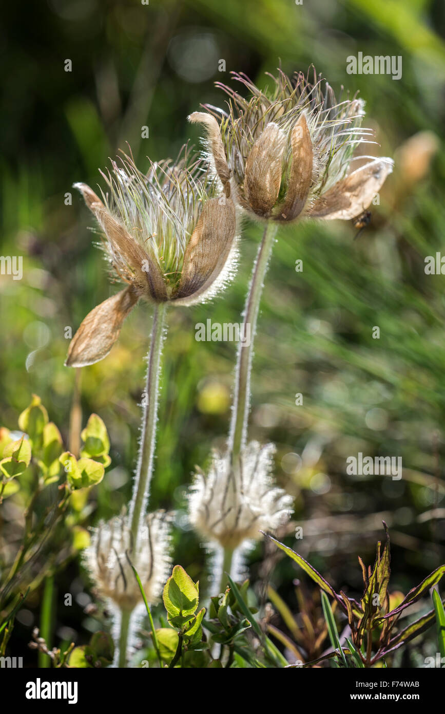 European pasqueflower / pasque flower (Pulsatilla vulgaris) seedhead in ...