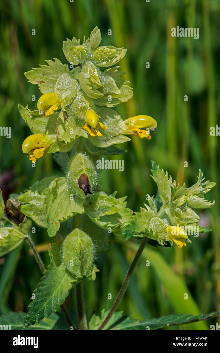 European yellow-rattle (Rhinanthus alectorolophus) in flower, Gran ...