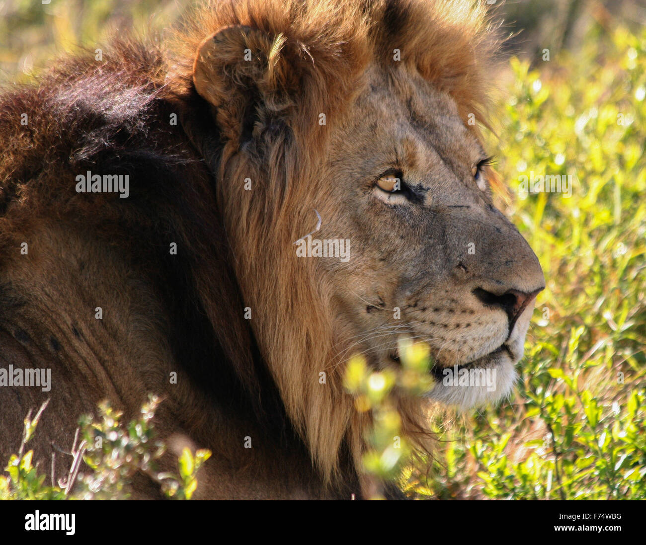 Close up of a lions head Stock Photo - Alamy