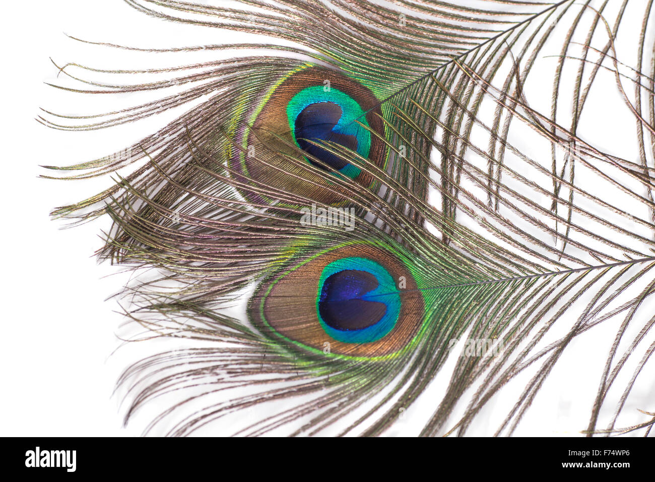 Peacock feathers isolated on white background Stock Photo - Alamy