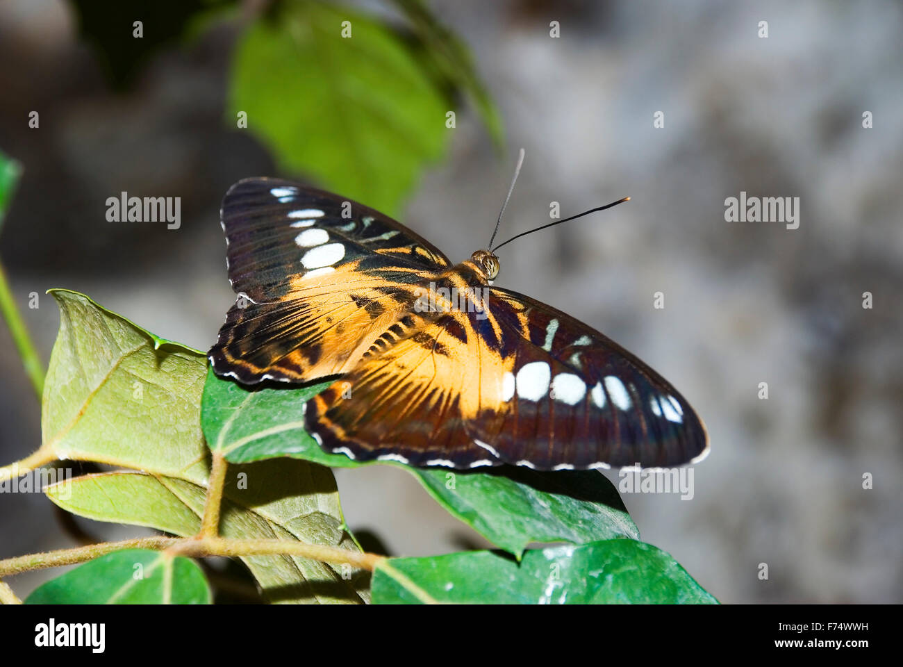 5 butterflies hi-res stock photography and images - Alamy