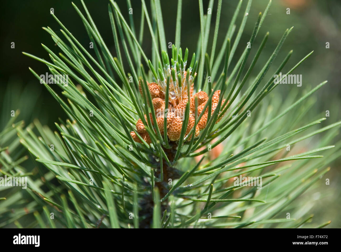 limb fir tree Stock Photo - Alamy