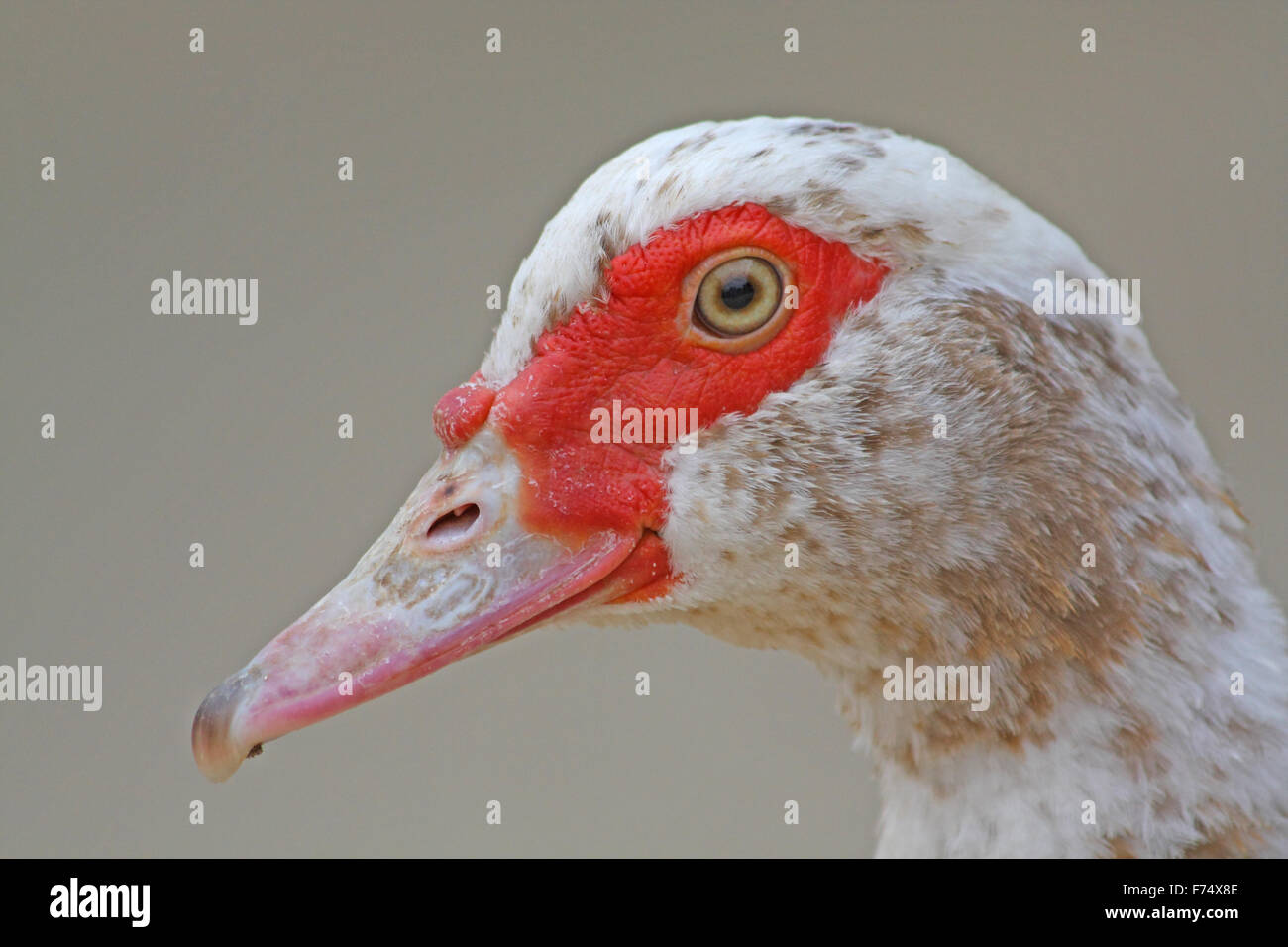 Alive turkey hi-res stock photography and images - Alamy