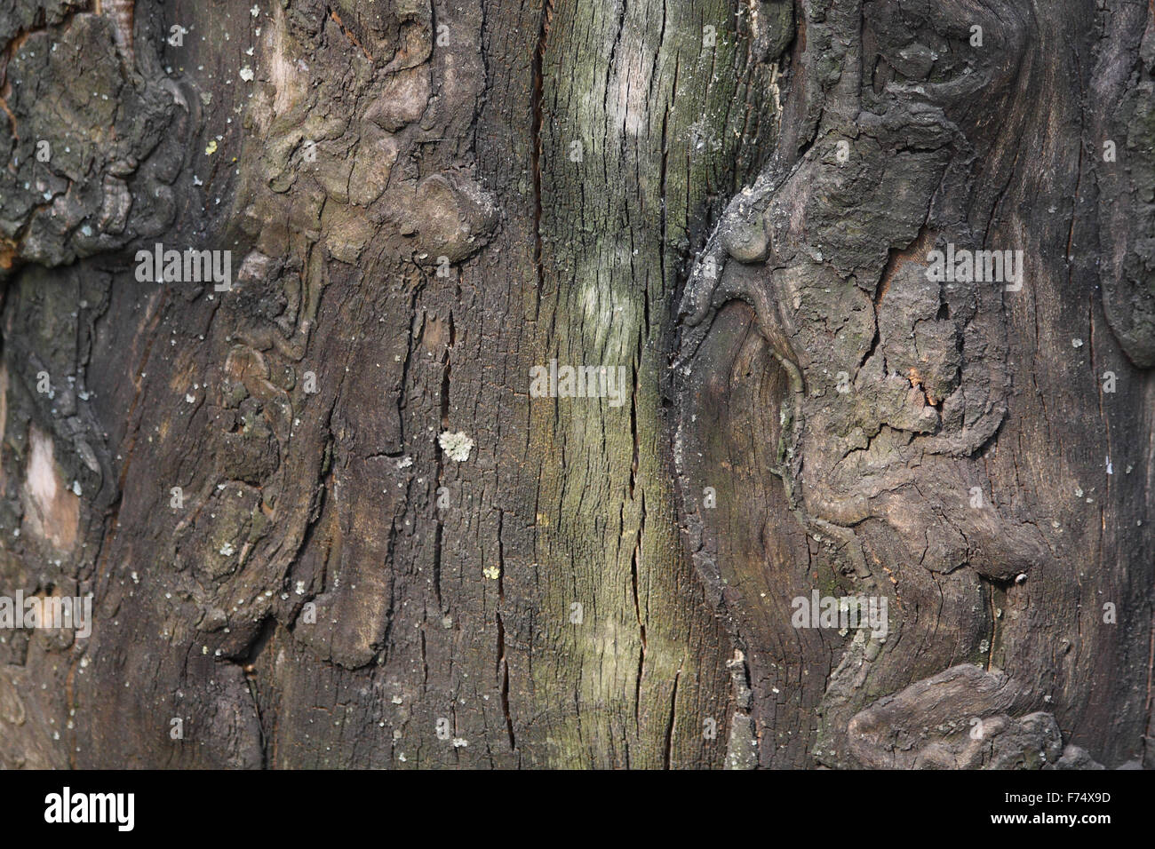 Platan hi-res stock photography and images - Alamy