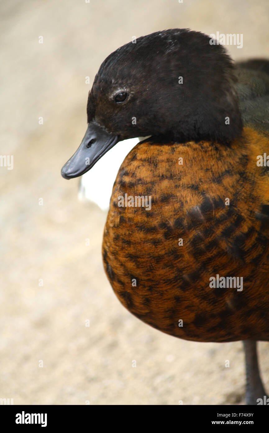 Ducky bird hi-res stock photography and images - Alamy
