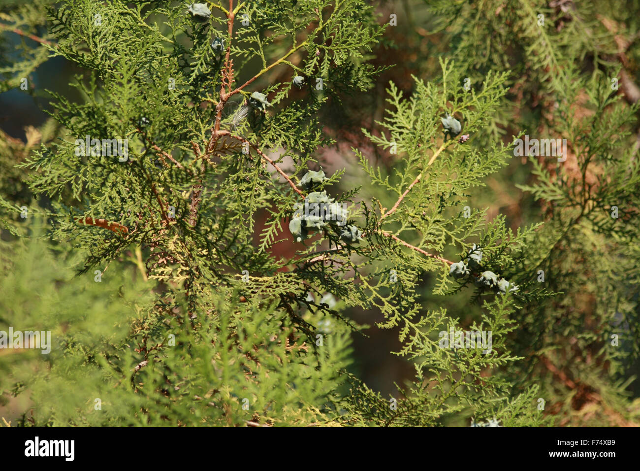 Thuja fruits hi-res stock photography and images - Alamy