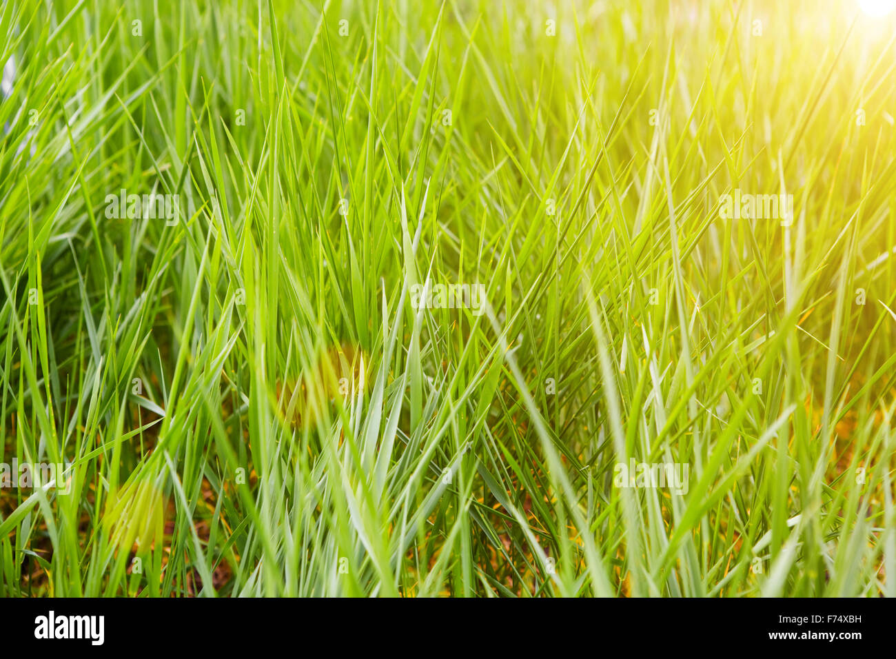 beautiful grass in sunset Stock Photo - Alamy