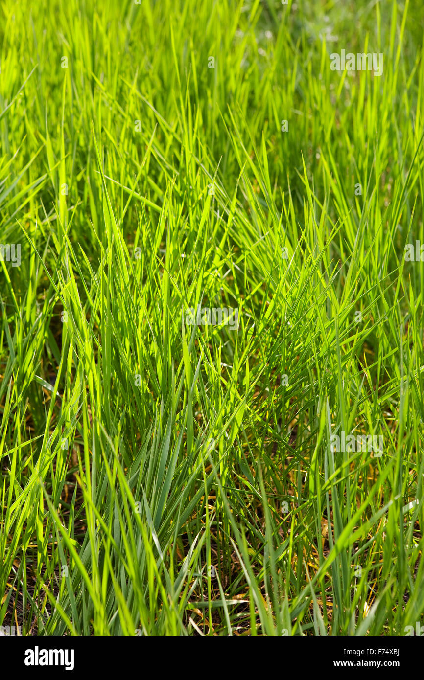 beautiful green grass Stock Photo - Alamy