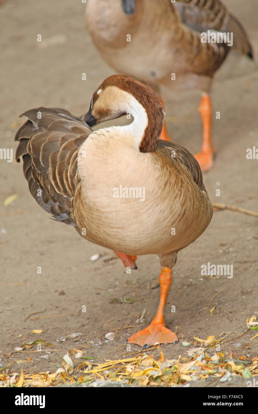 Clean up bird hi-res stock photography and images - Alamy