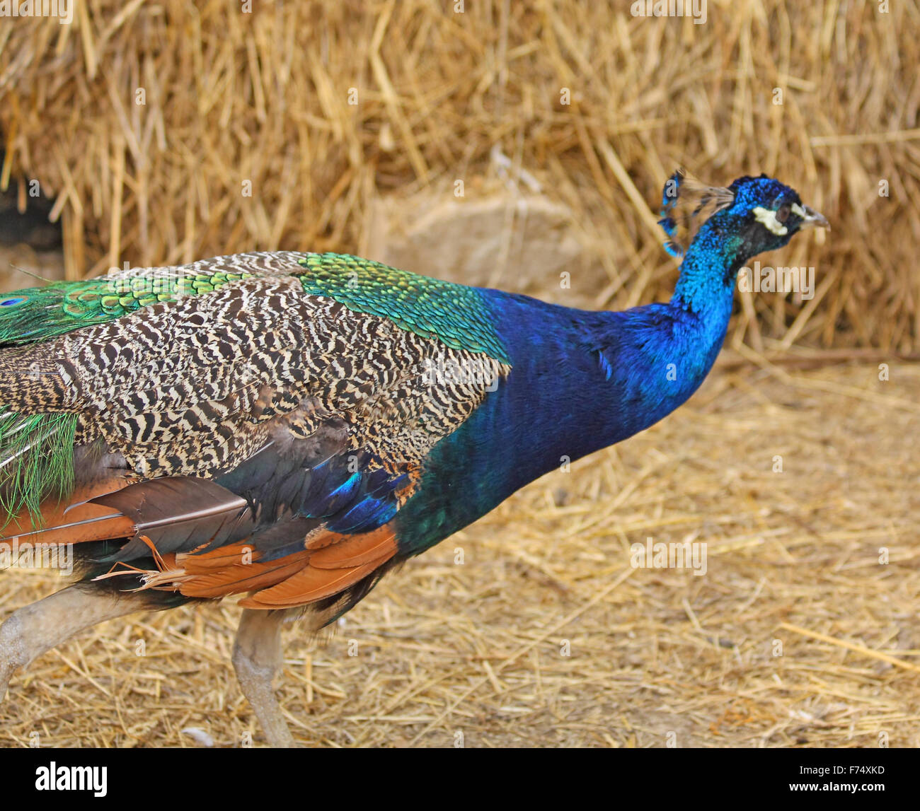 Peacock texture hi-res stock photography and images - Alamy