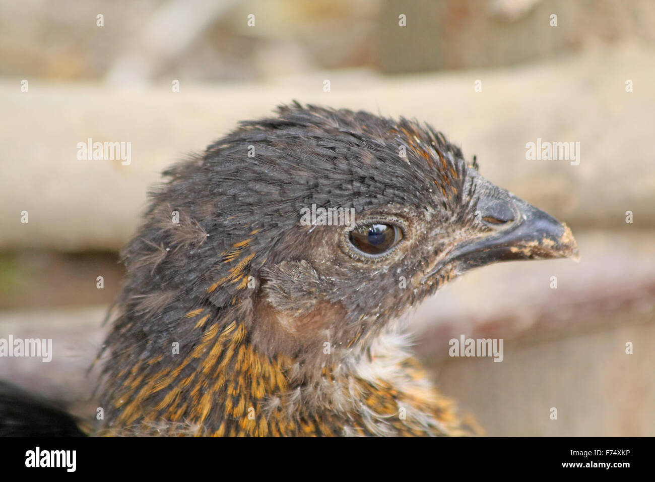 Chicken alive hi-res stock photography and images - Alamy