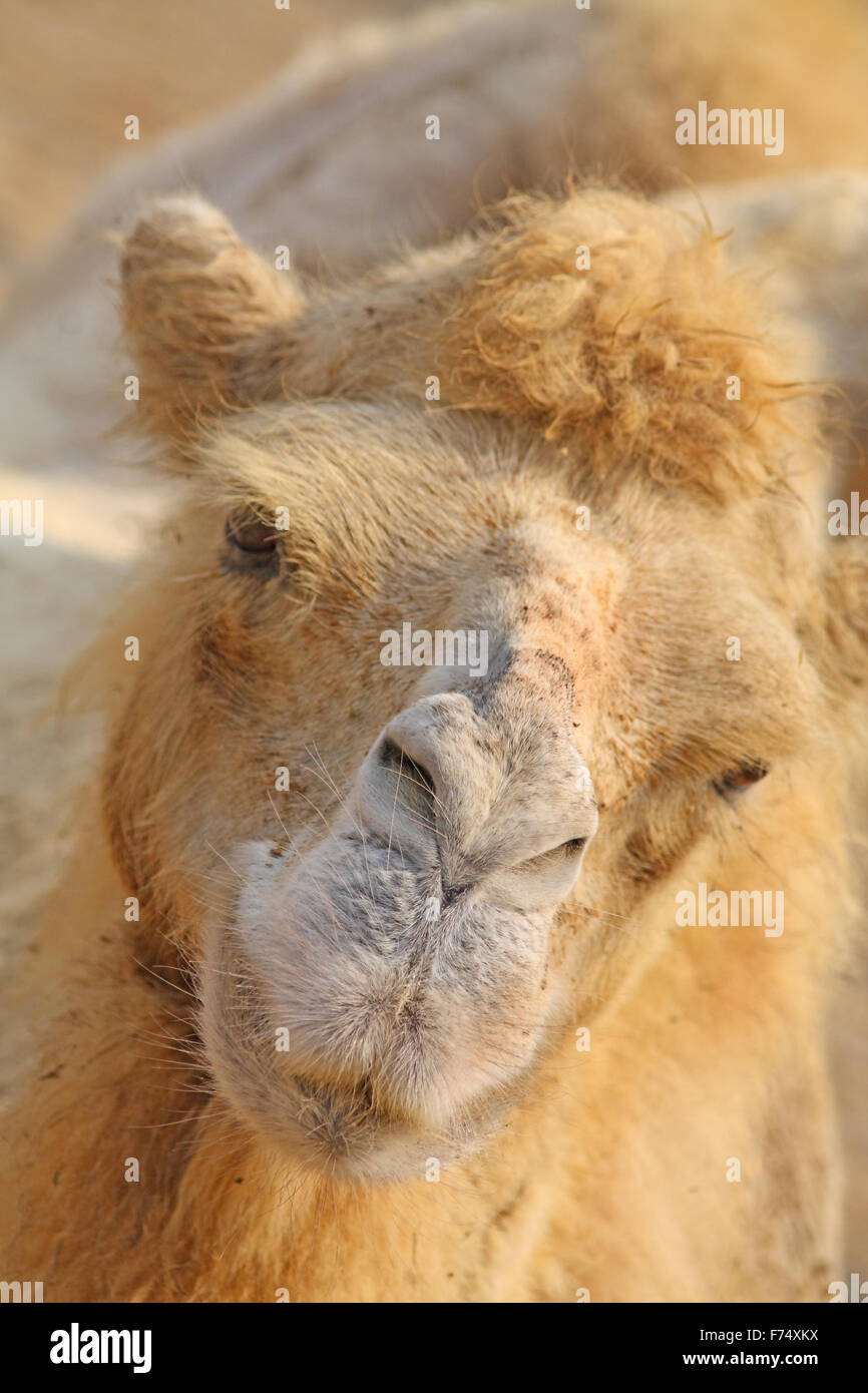 Camel color hair hi-res stock photography and images - Alamy