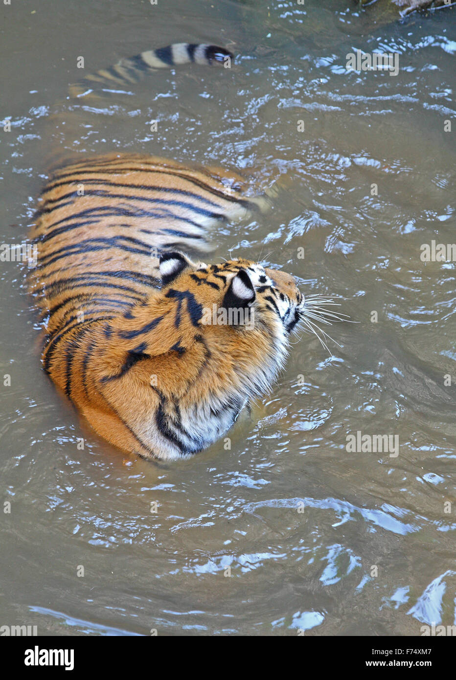 Alive tiger hi-res stock photography and images - Alamy