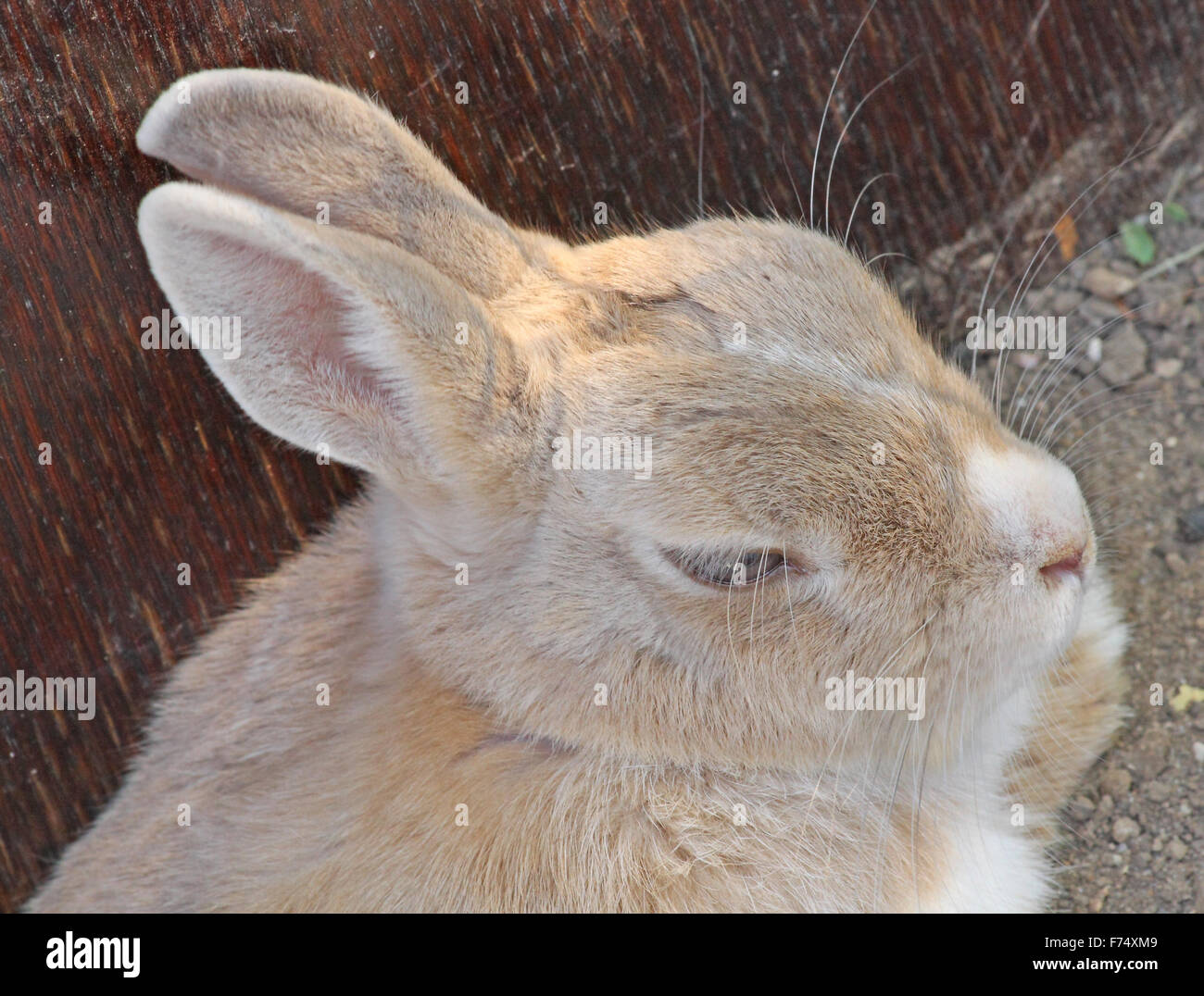 Rabbit fur farm hi-res stock photography and images - Alamy