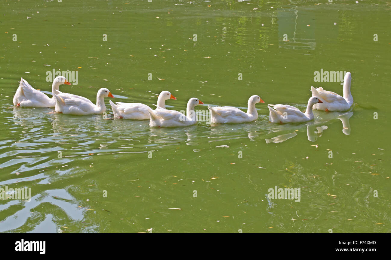 Seven geese hi-res stock photography and images - Alamy