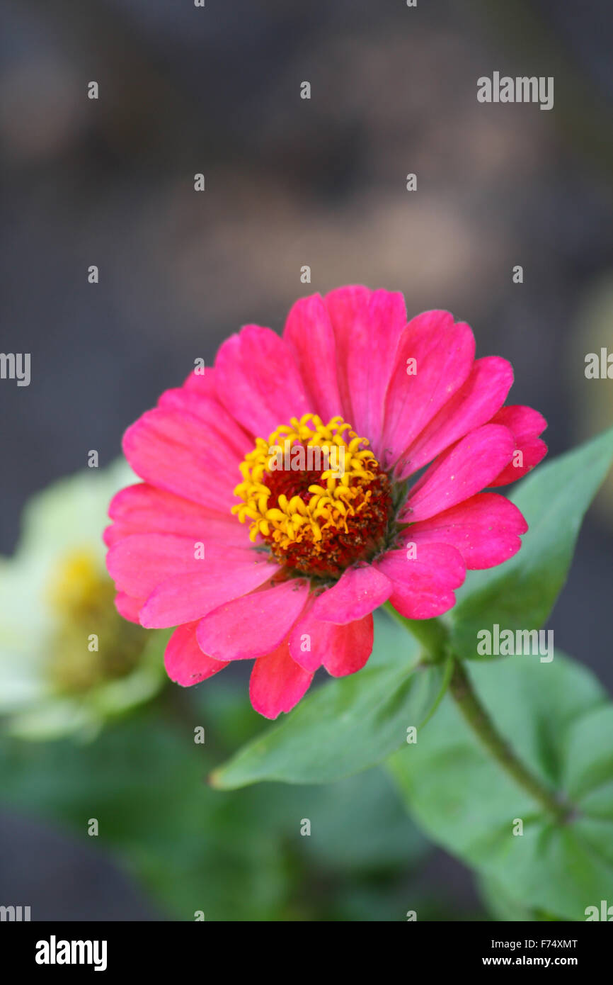 Flora mayor hi-res stock photography and images - Alamy