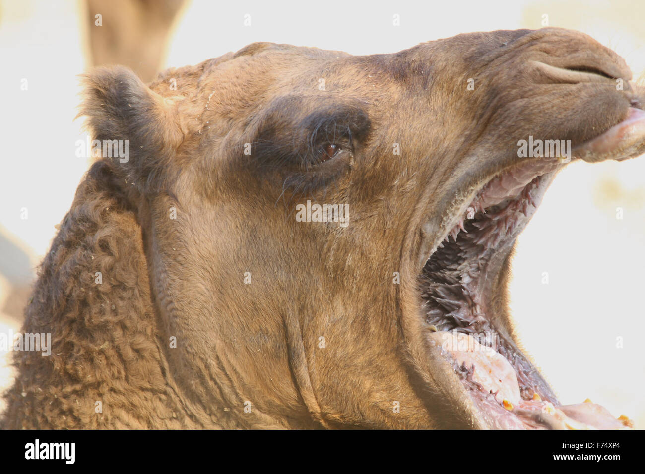 Camel close up open mouth hi-res stock photography and images - Alamy