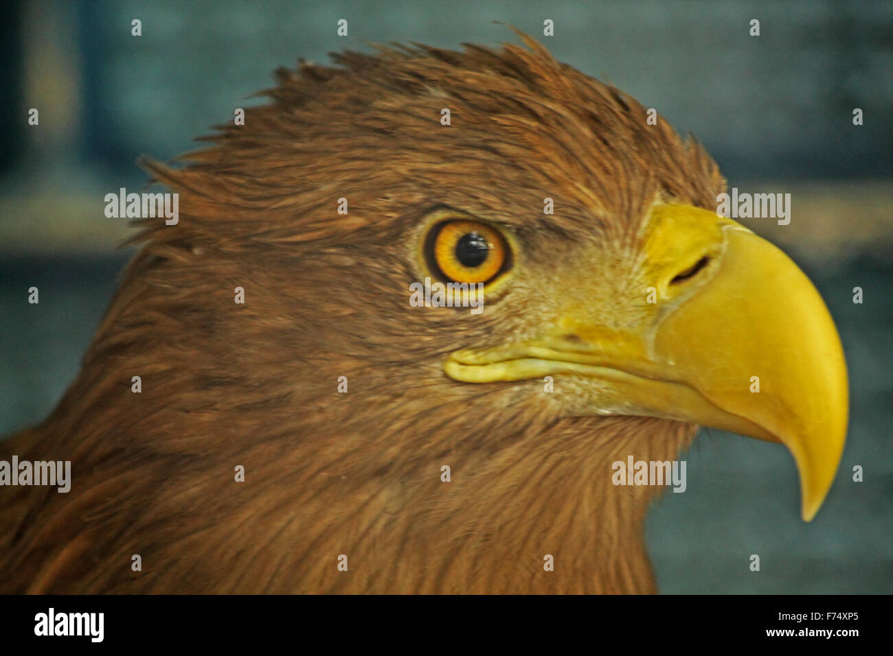 Bird of pray Stock Photo - Alamy