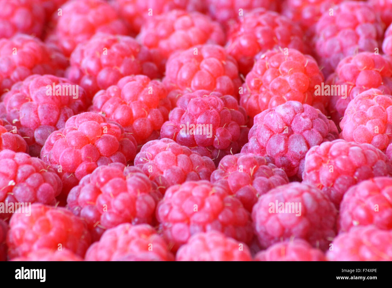 Crimson pink color hi-res stock photography and images - Alamy
